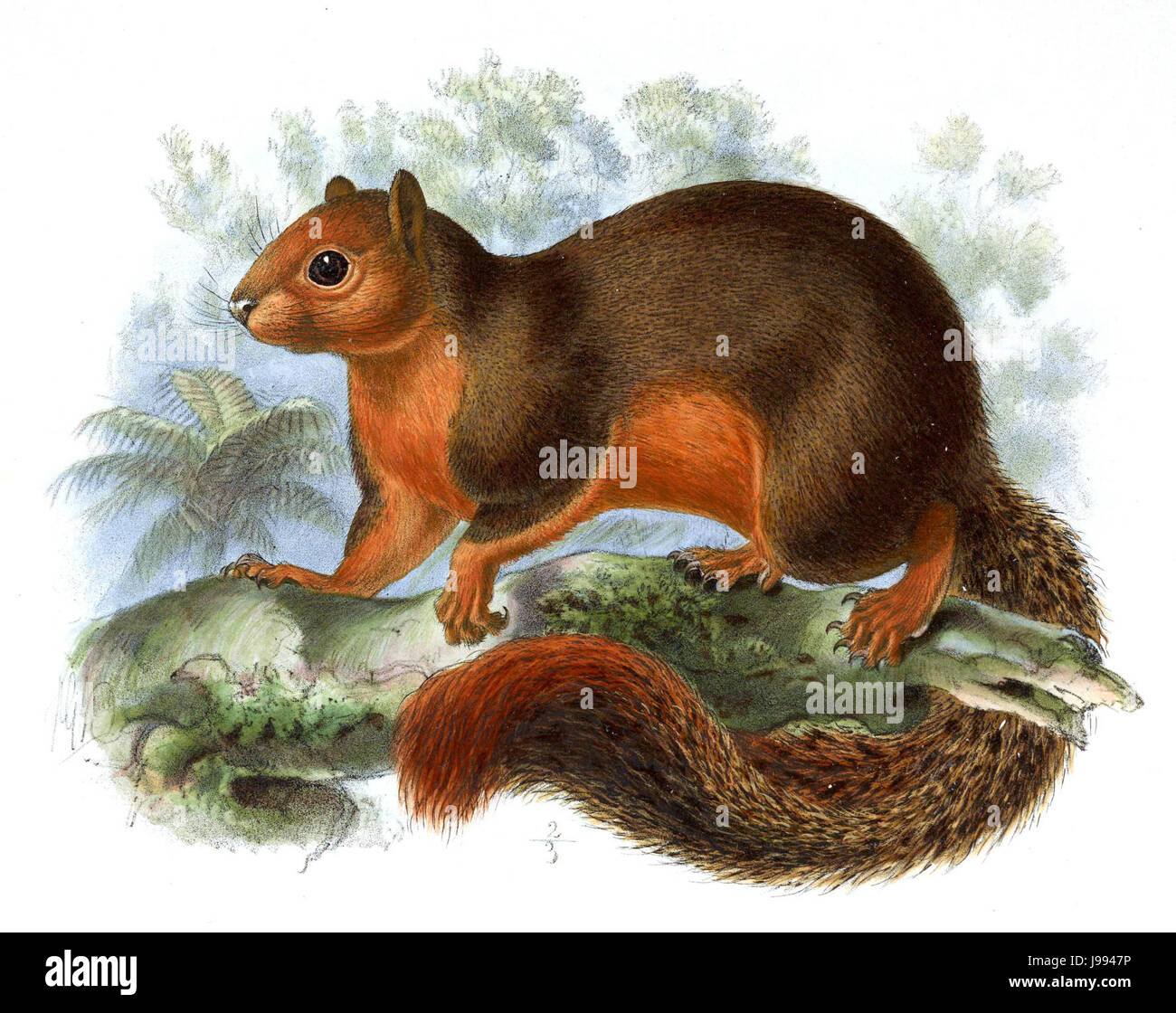 Squirrel illustration art Cut Out Stock Images & Pictures - Alamy