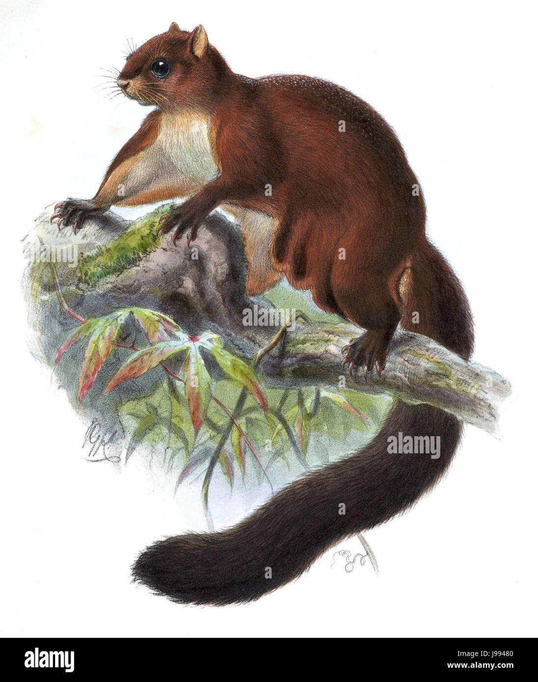 Yunnanensis hi-res stock photography and images - Alamy