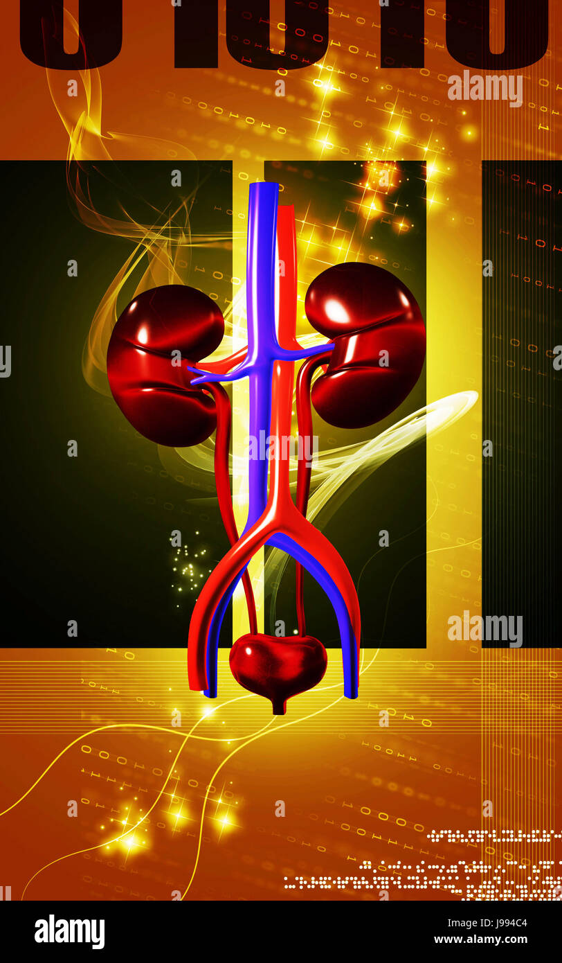 object, education, health, medicinally, medical, graphics, colour ...