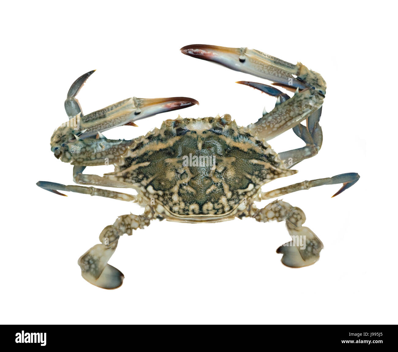 blue, isolated, closeup, animal, flower, plant, shell, soft, crab ...