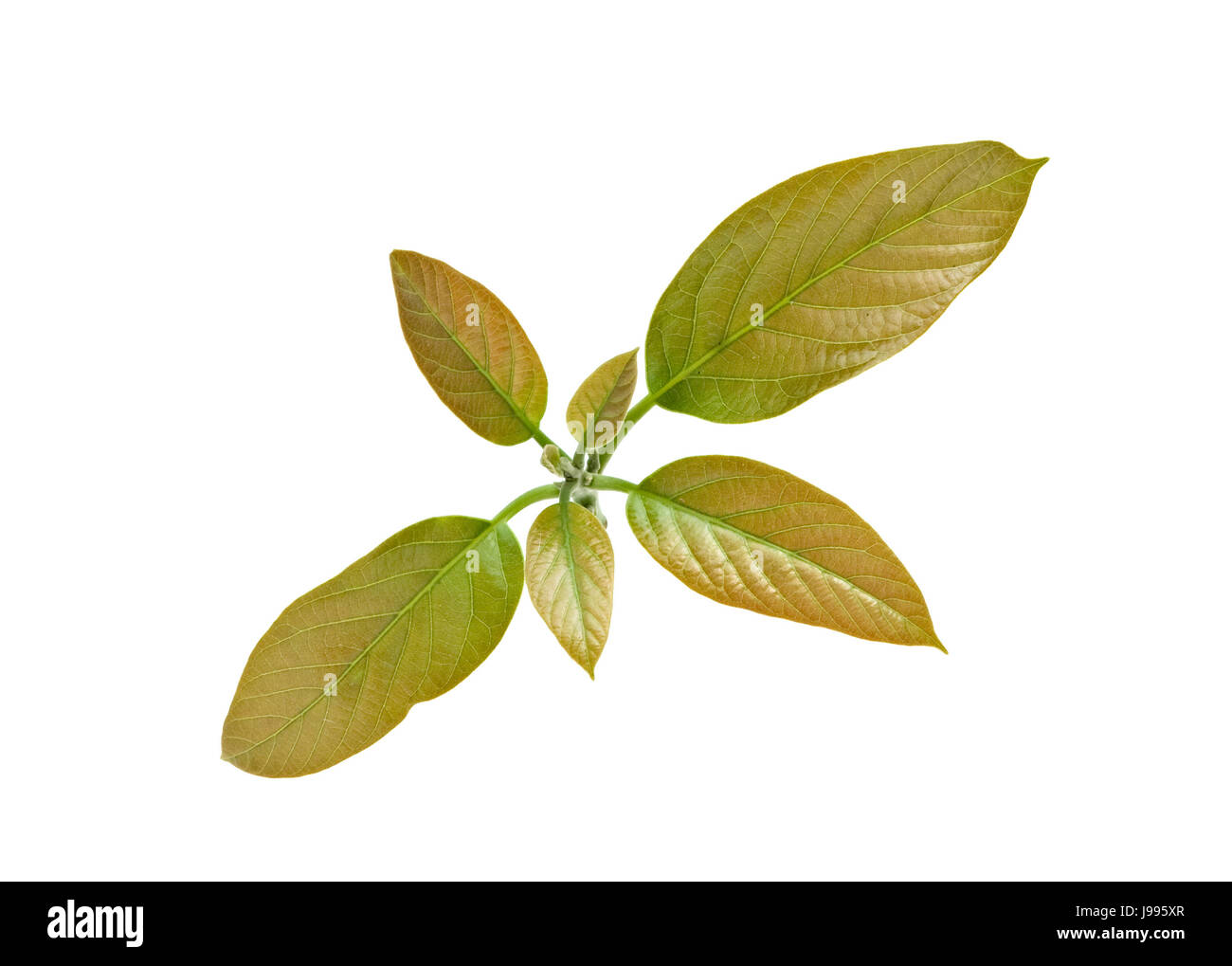 leaf, isolated, closeup, tree, branch, backdrop, background, white ...