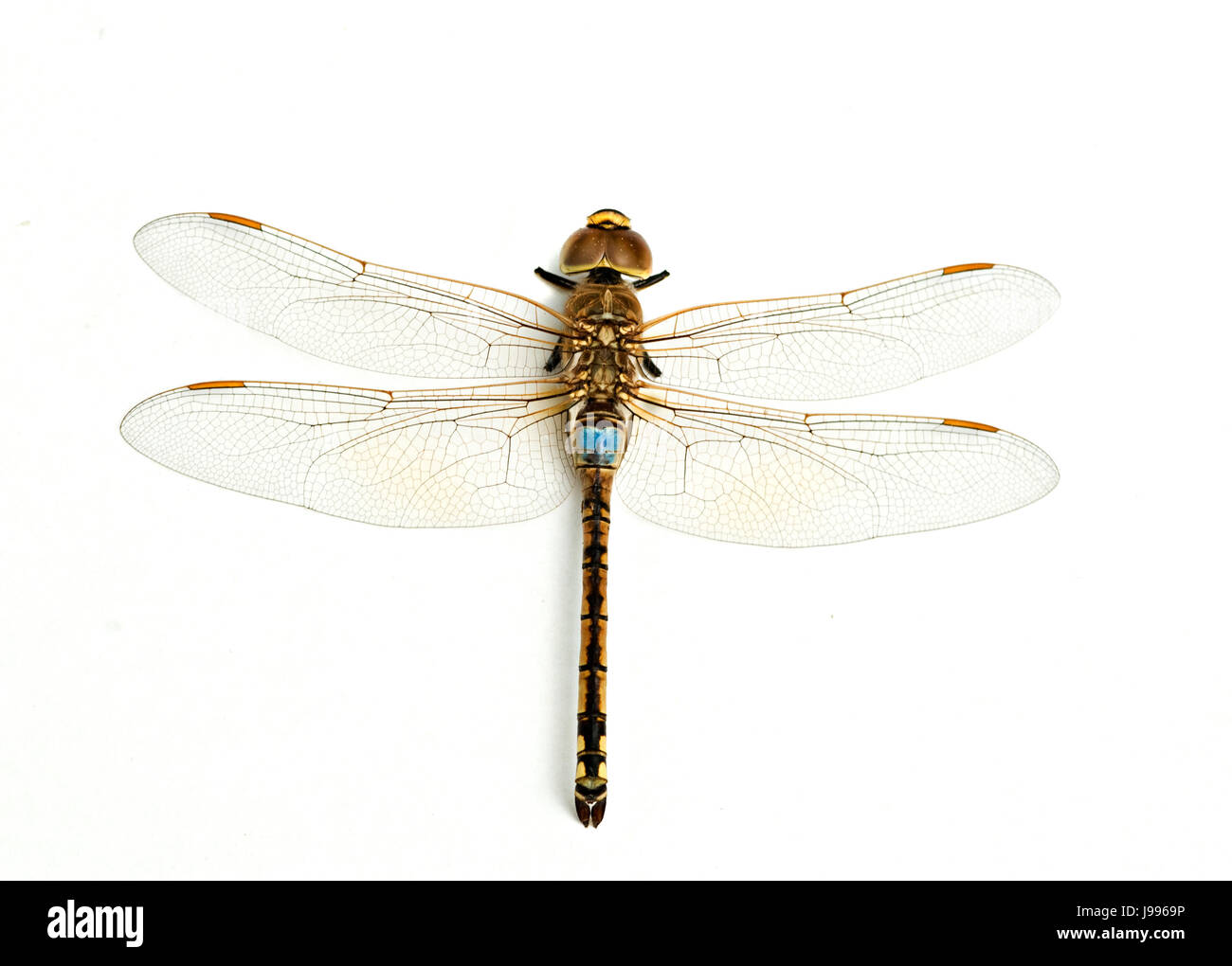 Animal insect wing dragonfly Cut Out Stock Images & Pictures - Alamy
