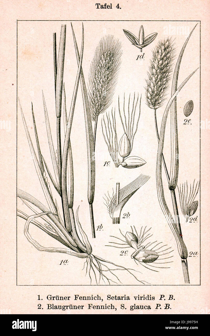 Paniceae spp Sturm4 Stock Photo - Alamy