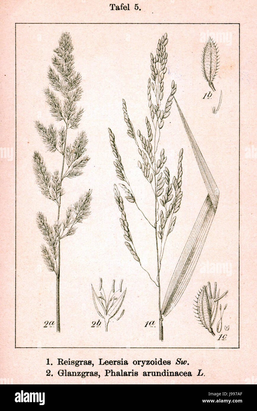 Poaceae spp Sturm5 Stock Photo - Alamy