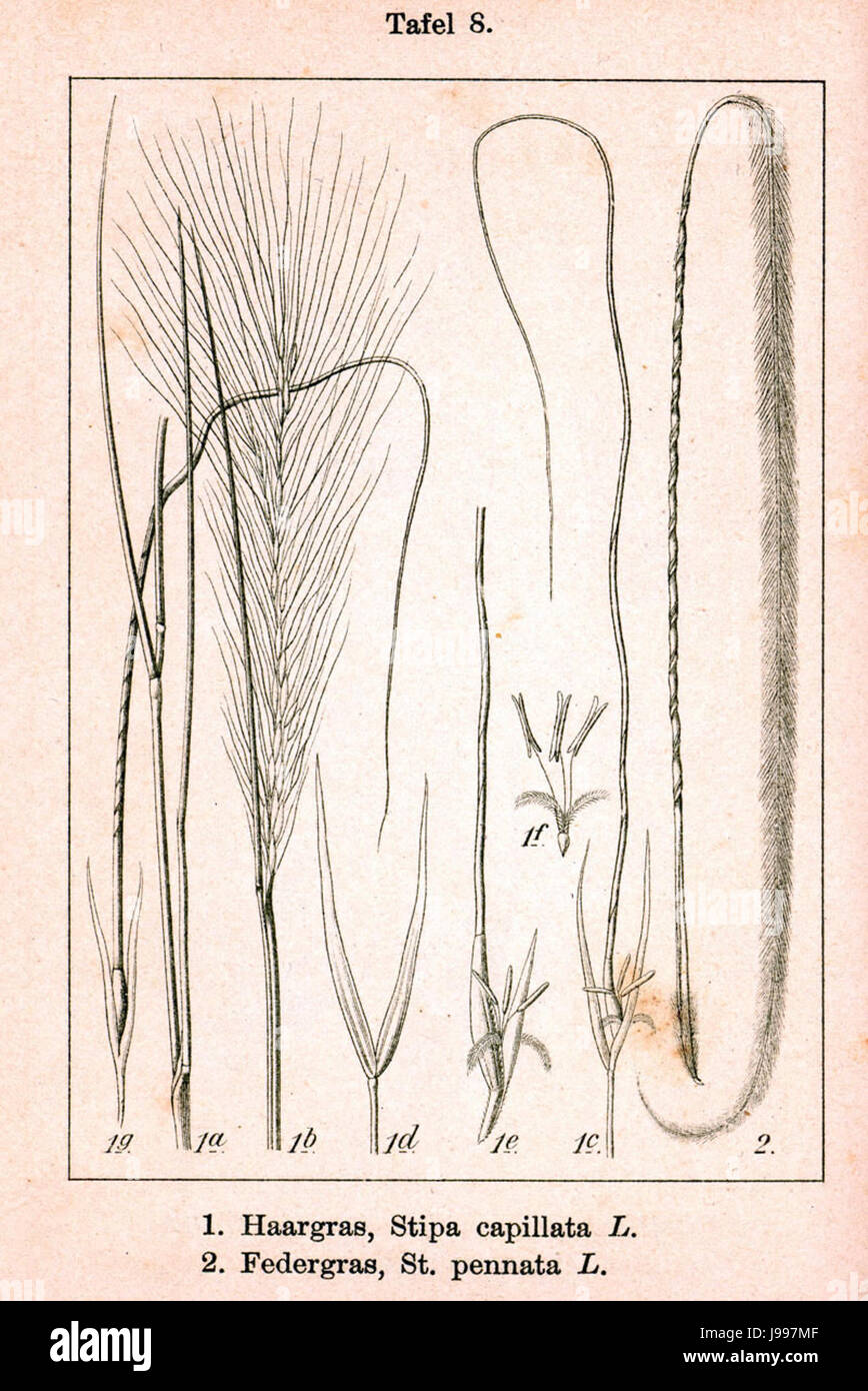 Stipa spp hi-res stock photography and images - Alamy