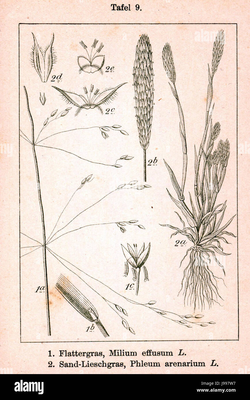 Family pooideae hi-res stock photography and images - Alamy