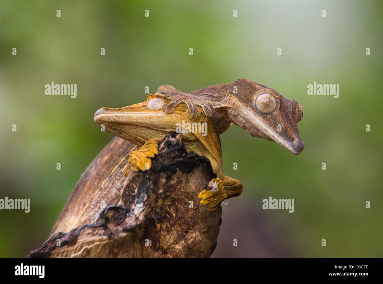 Two leaf-tailed gecko sitting on a branch. unusual perspective ...