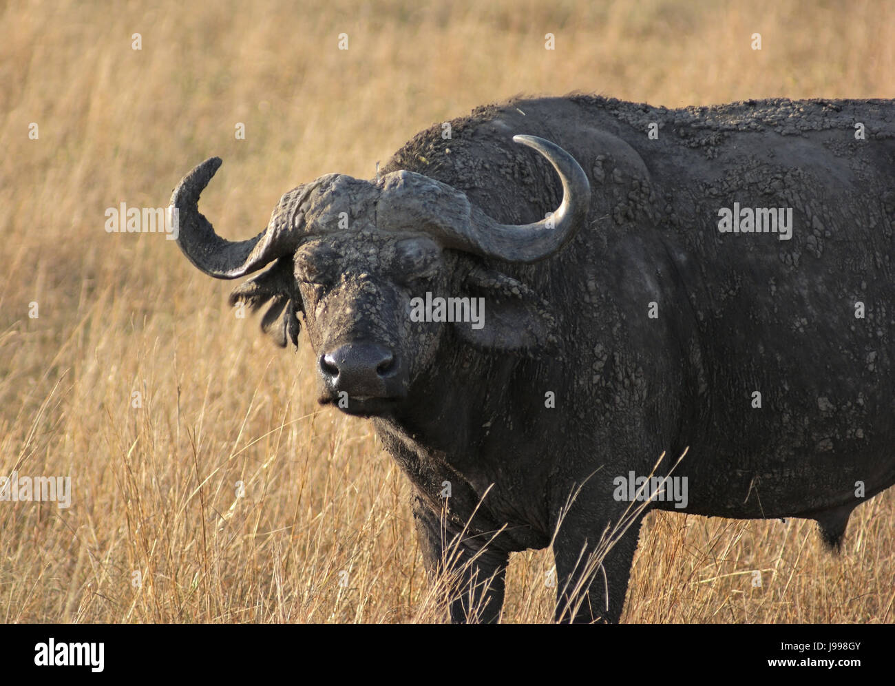 african buffalo in grassy back Stock Photo - Alamy