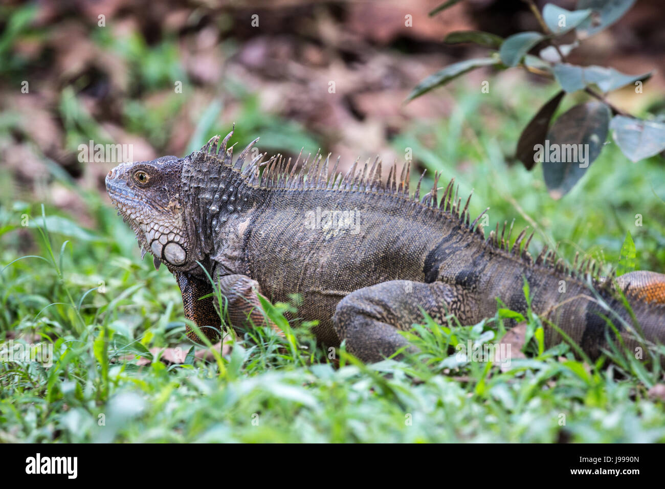 Iguanga in park in Medellin, Colombia Stock Photo - Alamy