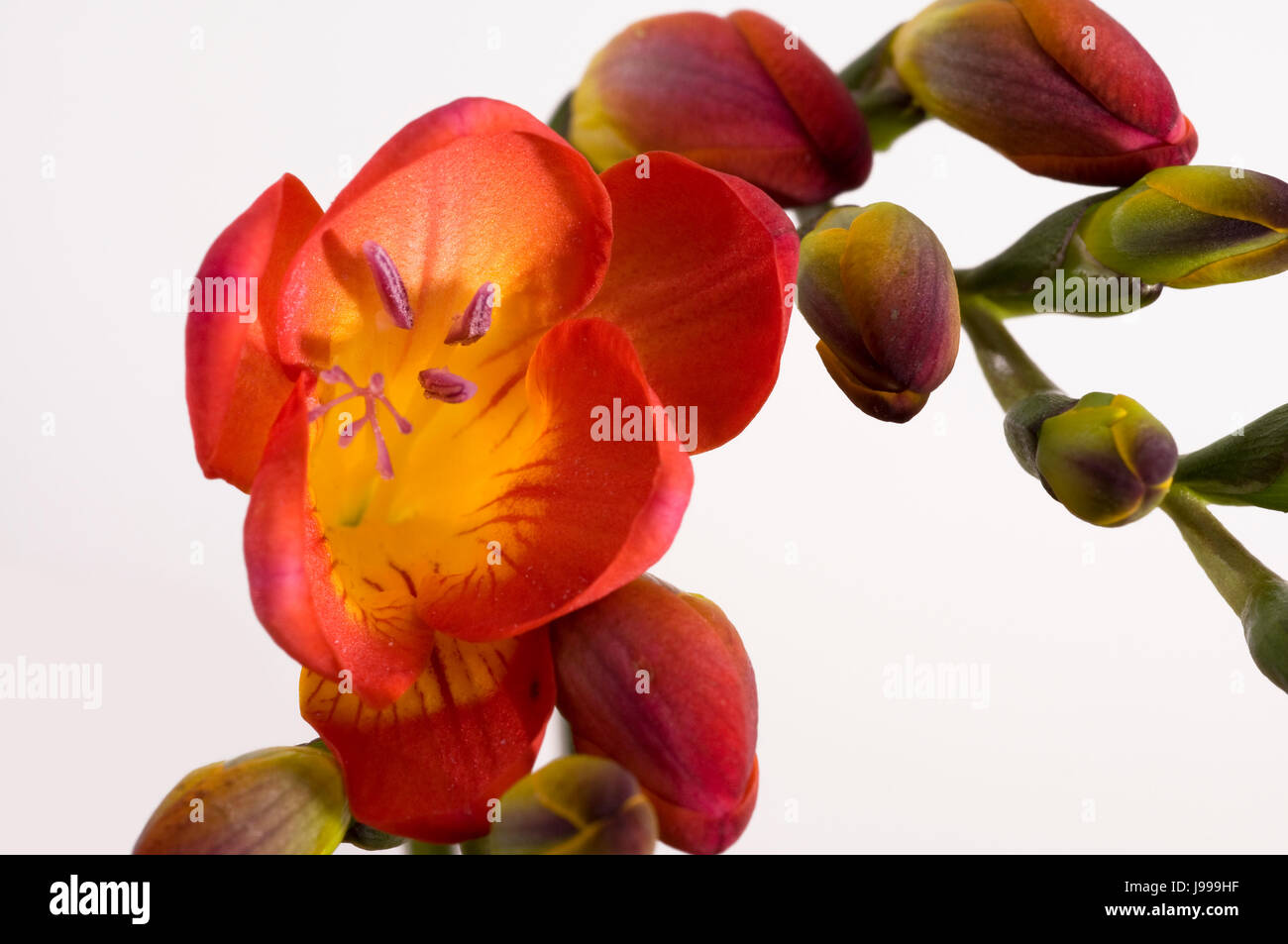 Cut freesia flowers hi-res stock photography and images - Alamy