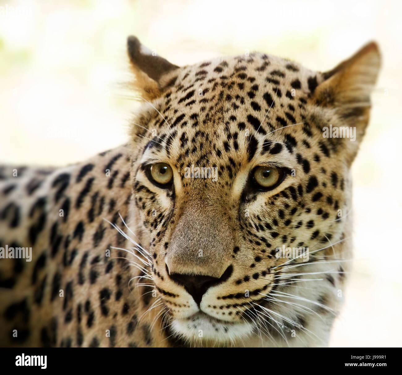 portrait, shallow, focus, cat, big cat, feline predator, leopard ...