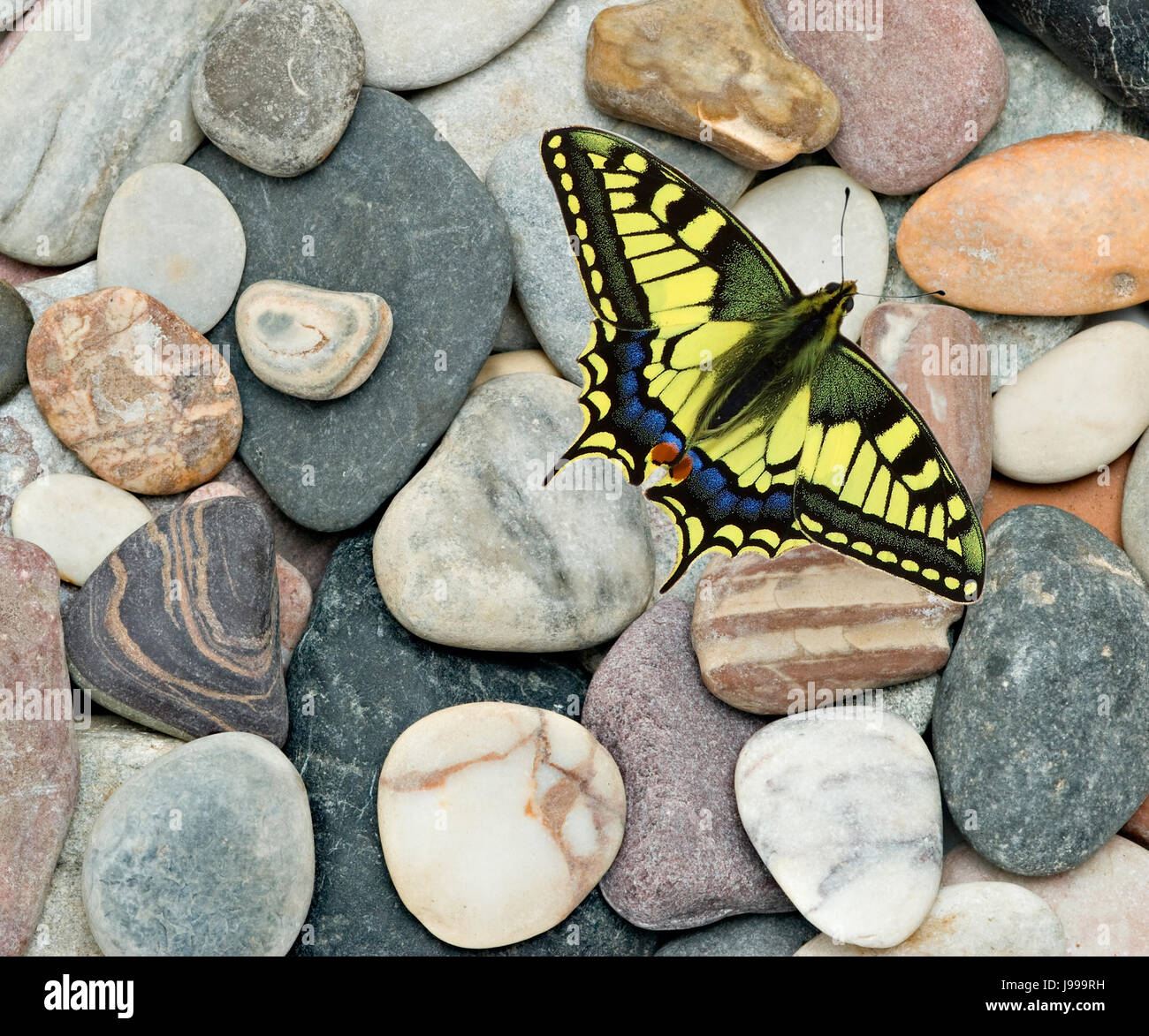 closeup, stone, animal, insect, butterfly, rock, smooth, swallowtail ...