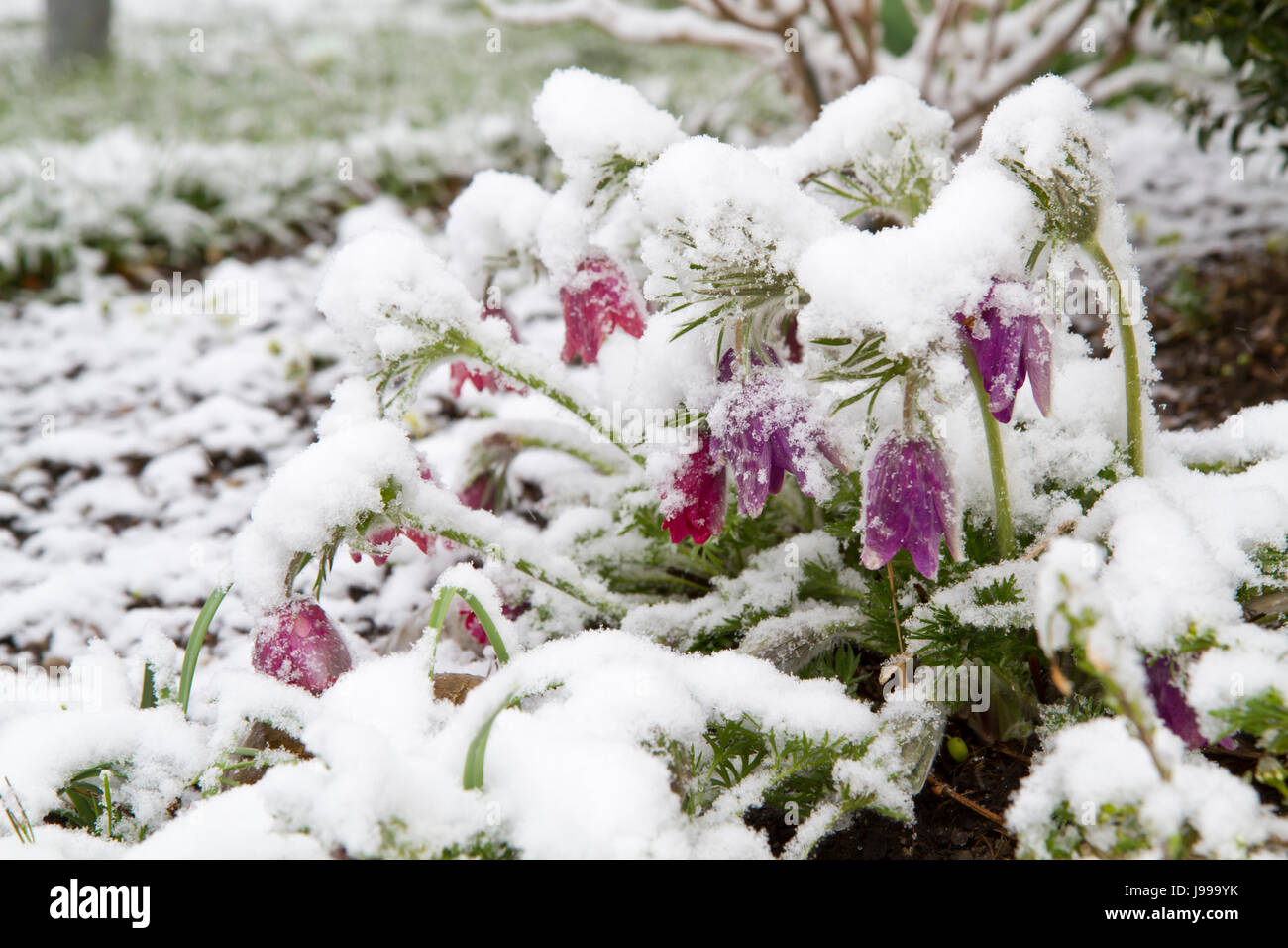 pasque flower (pulsatilla vulgaris) in snow Stock Photo - Alamy
