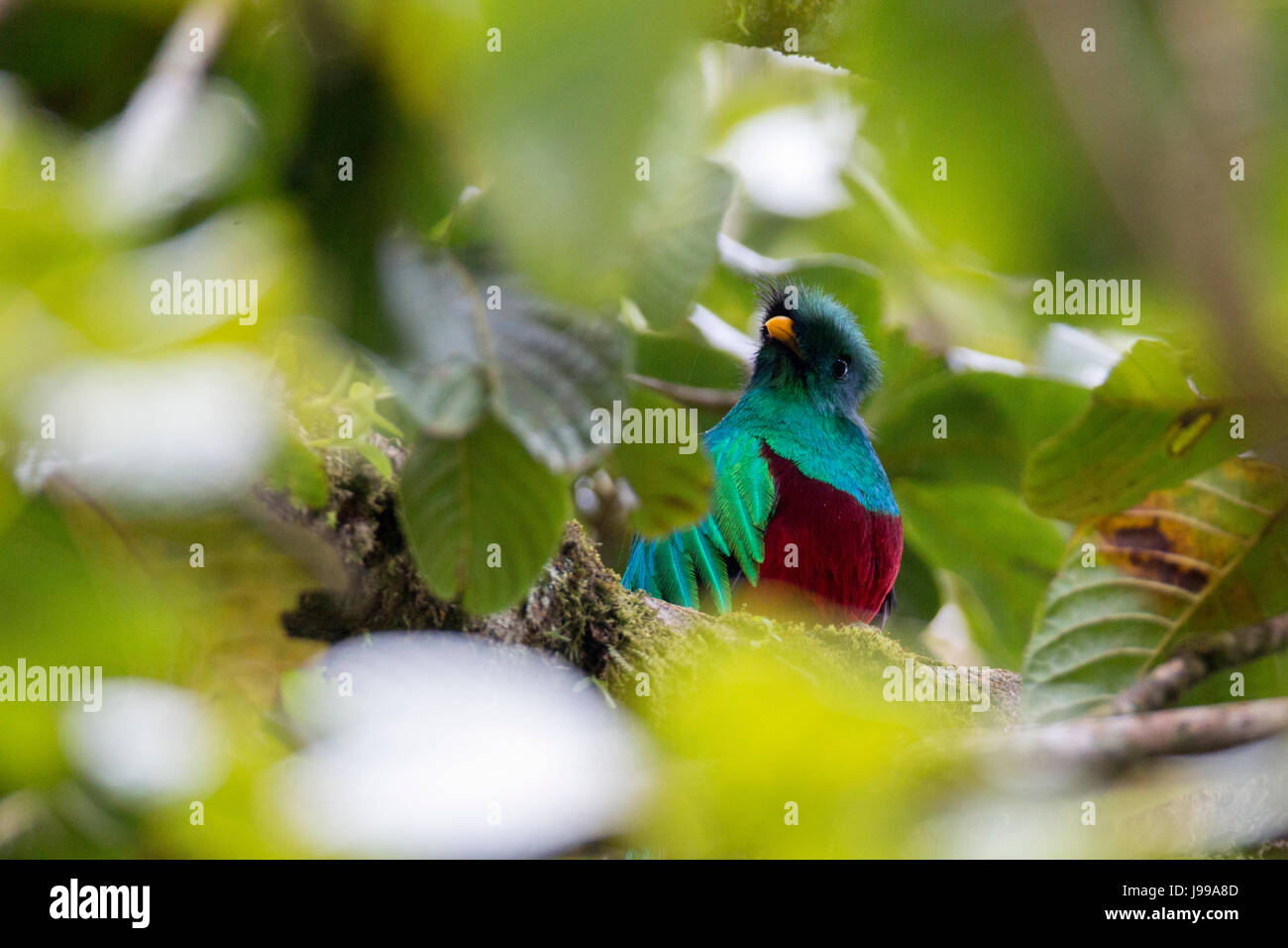 Respendent quetzal hi-res stock photography and images - Alamy