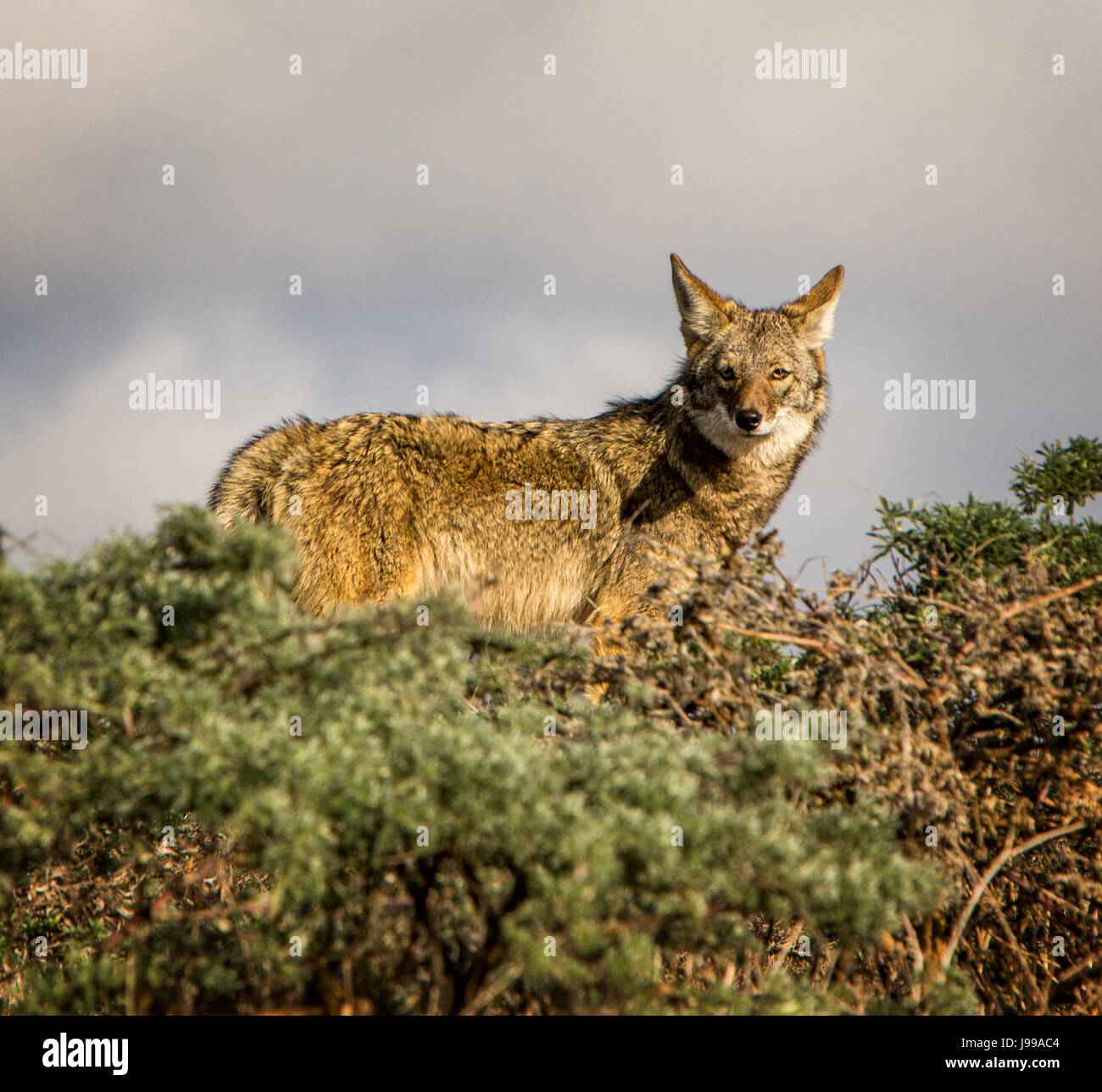 coyote looking at the camera - Bodega Bay California Stock Photo - Alamy