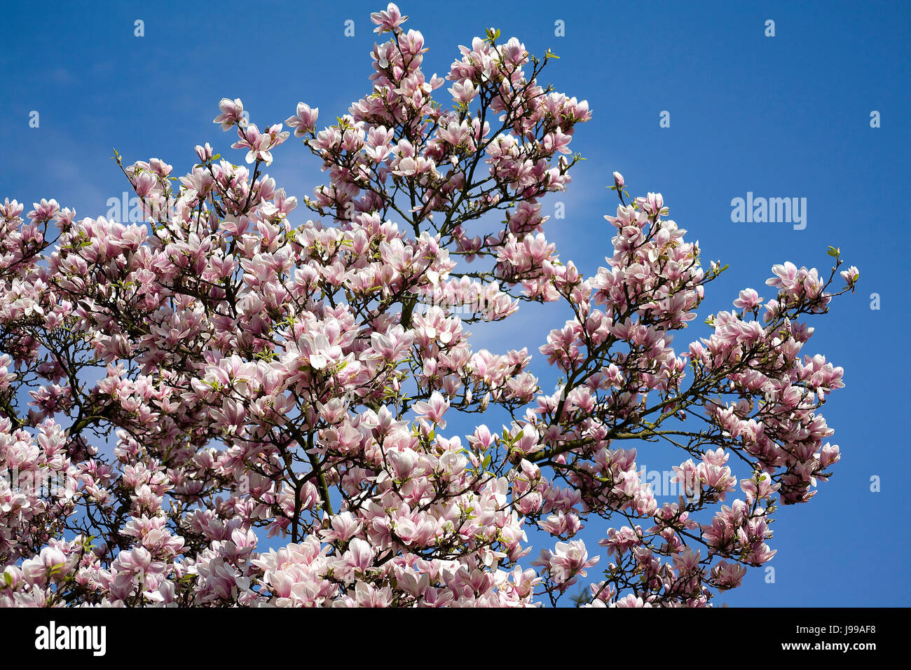 big, large, enormous, extreme, powerful, imposing, immense, relevant ...