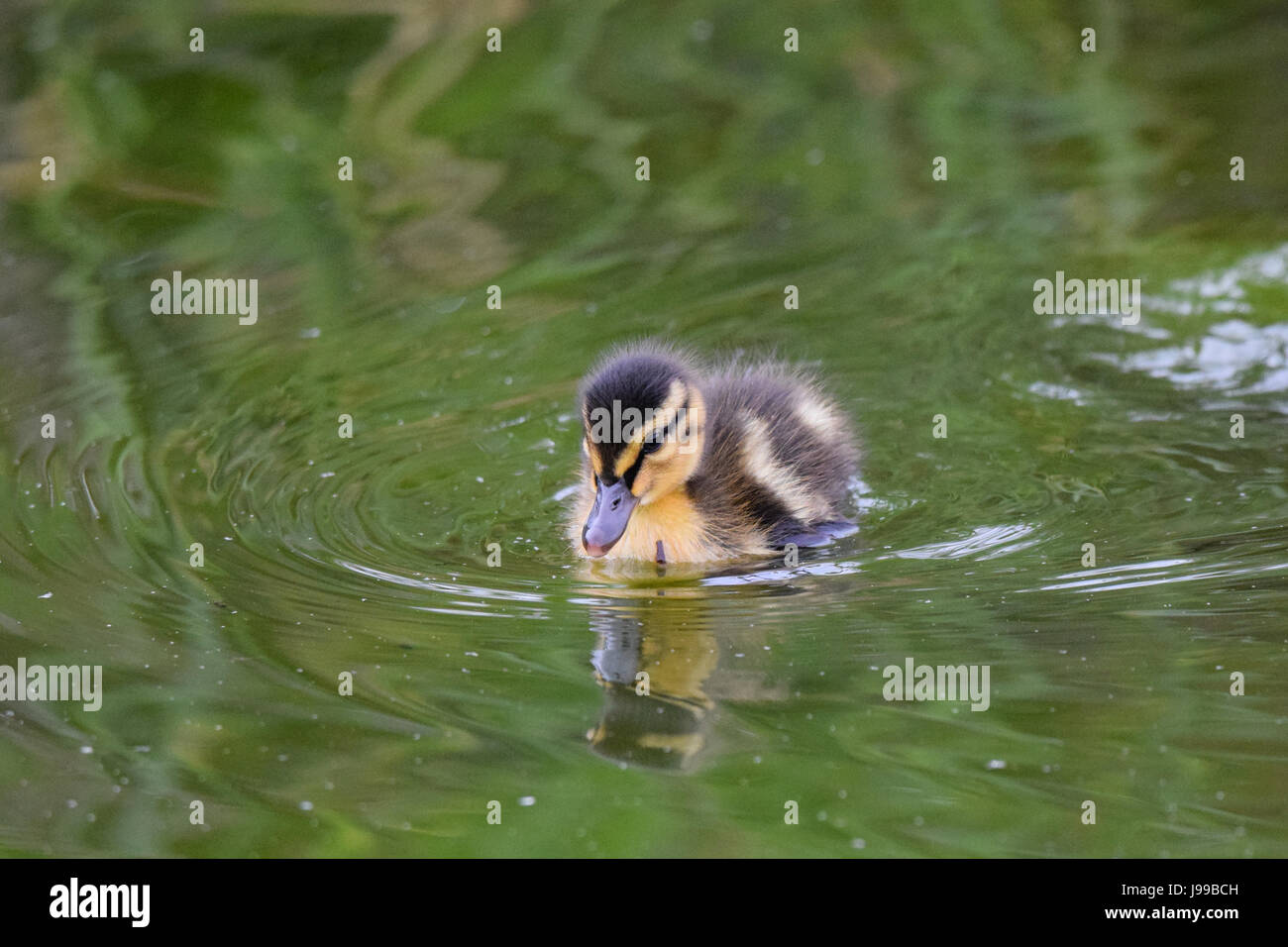 Single young mallard duckling Stock Photo - Alamy