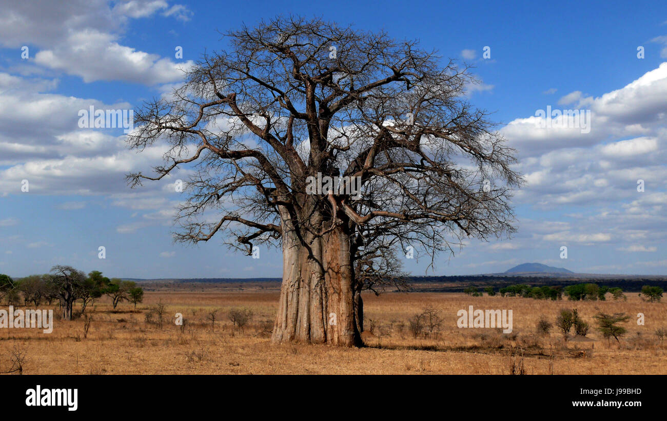 tree, africa, savannah, dryness, scenery, countryside, nature, tree ...