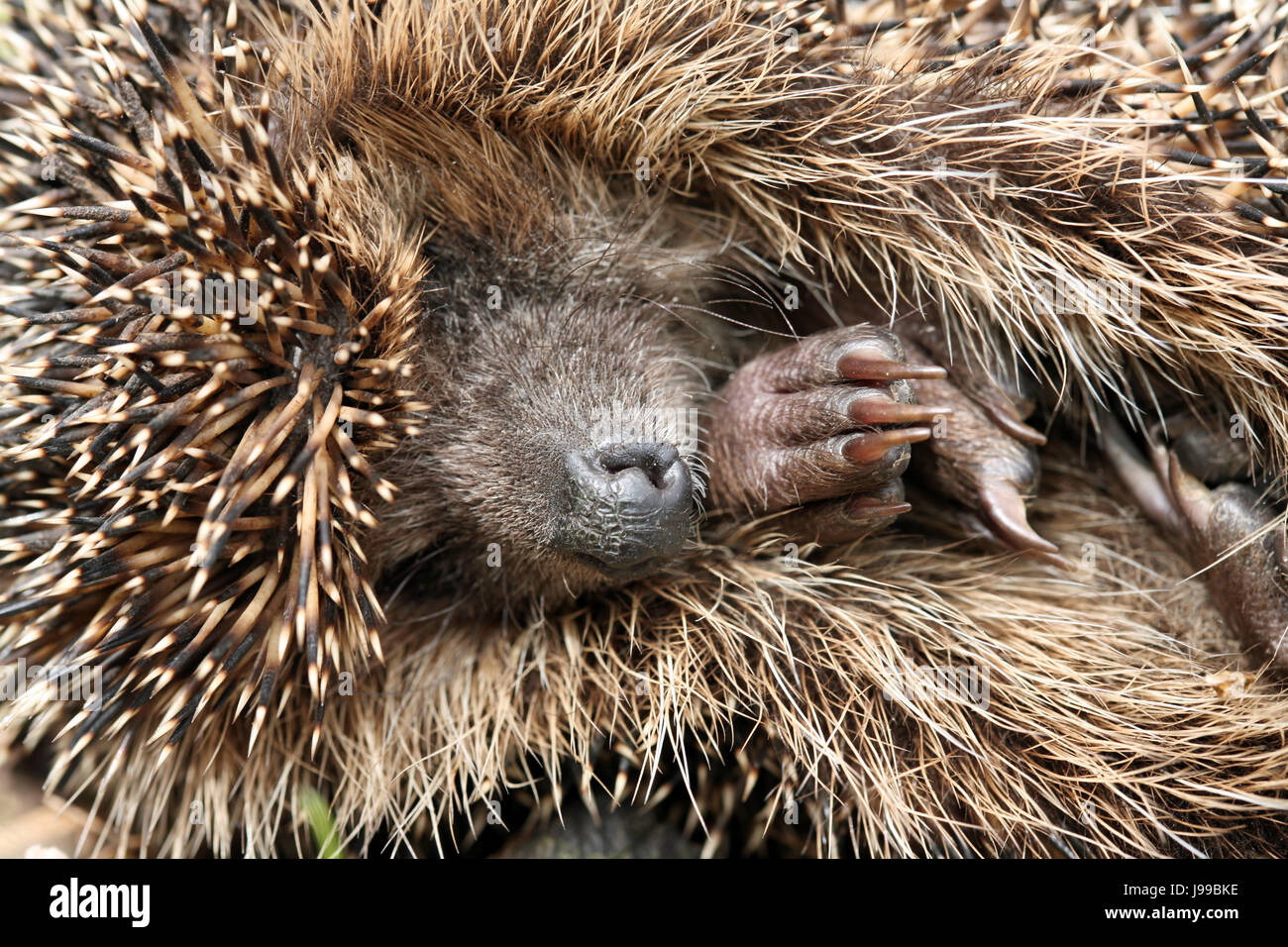 mammal, prickle, sting, hedgehog, insectivore, insectivorous, macro ...