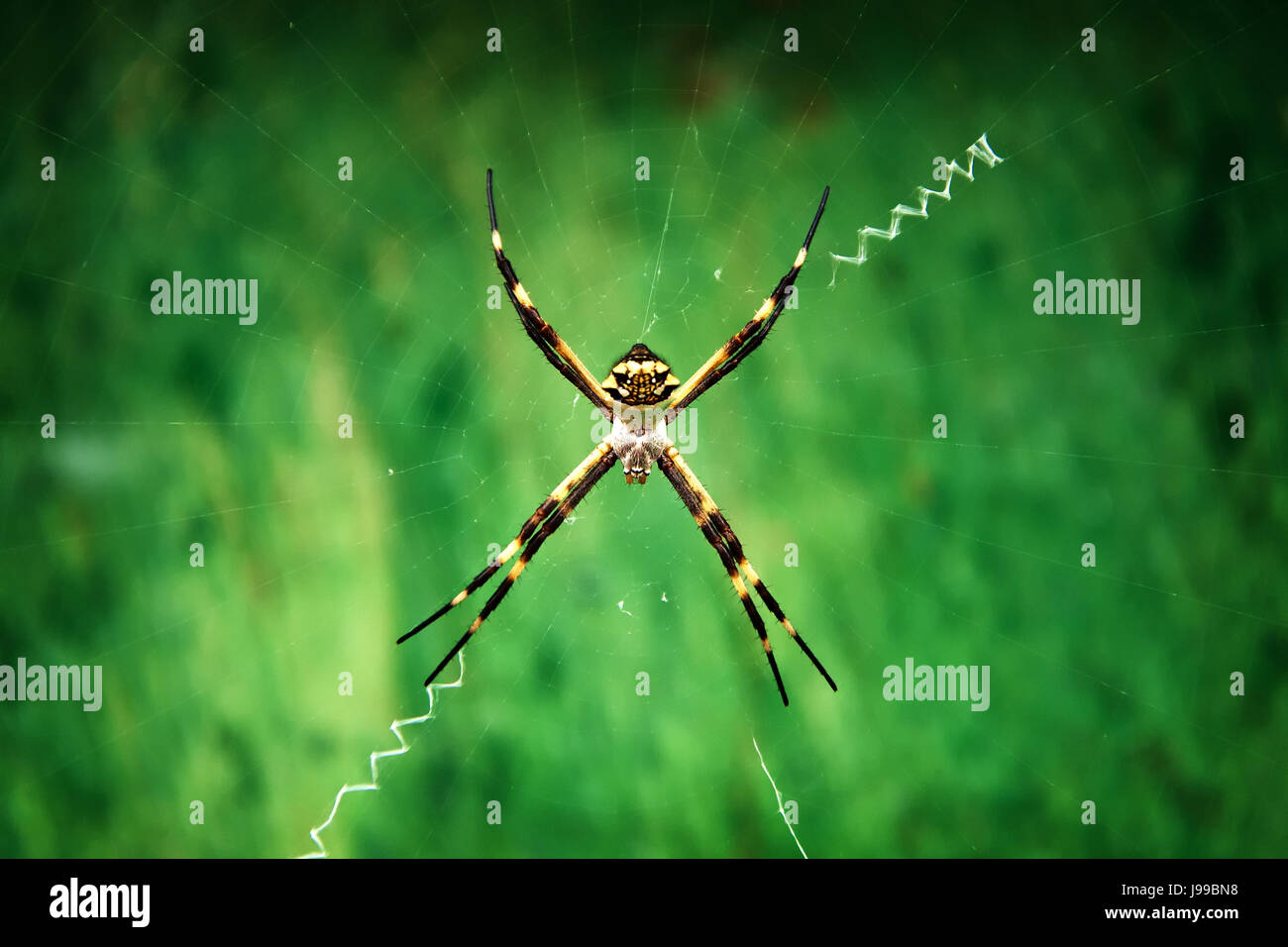 Silver spider hi-res stock photography and images - Alamy