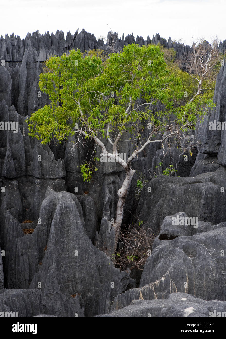 Tsingy stone forest madagascar hi-res stock photography and images - Alamy