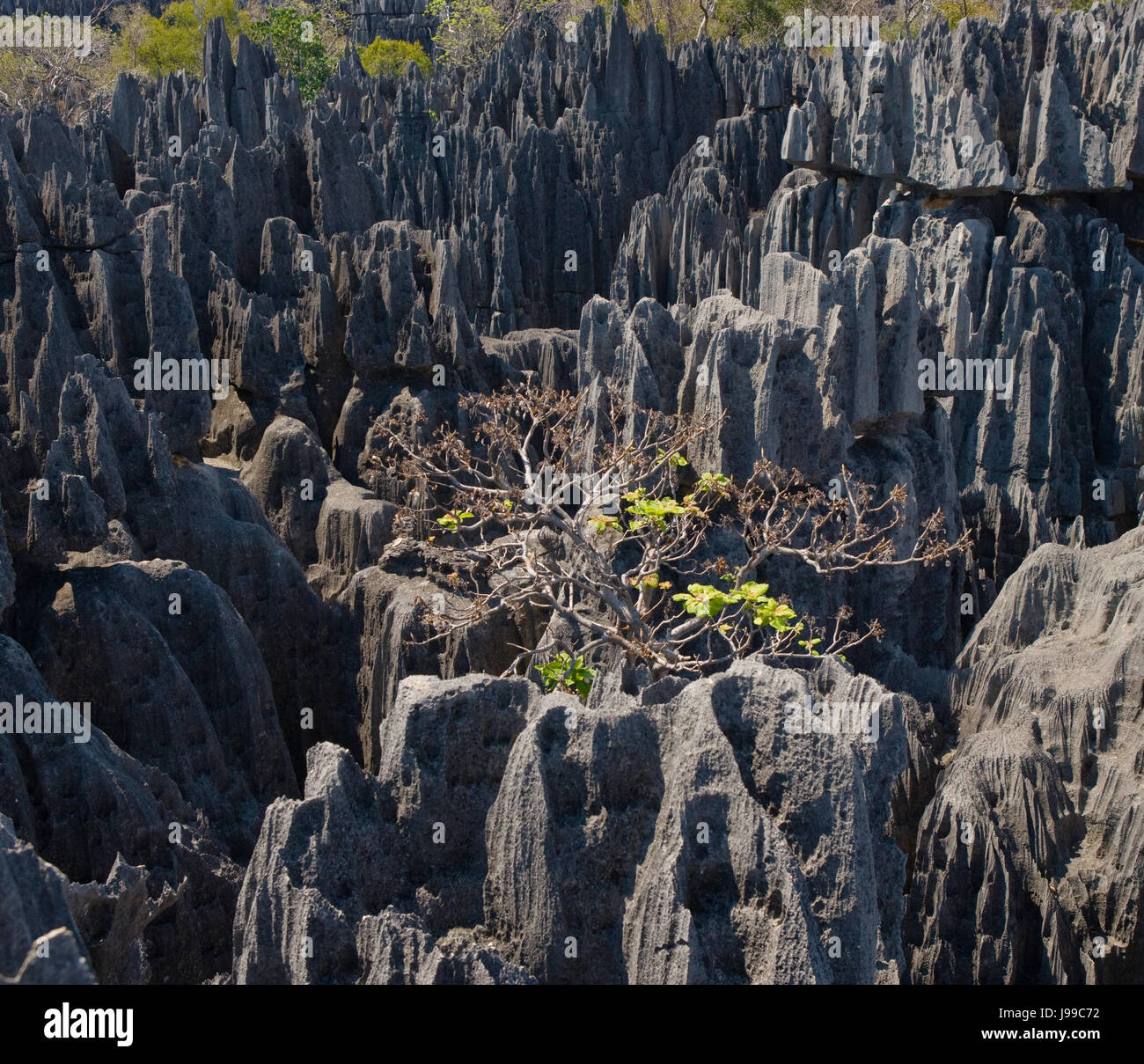 Tsingy de Bemaraha. Typical landscape. Madagascar Stock Photo - Alamy