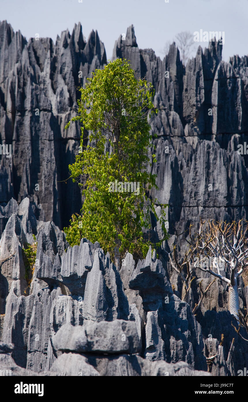 Tsingy stone forest madagascar hi-res stock photography and images - Alamy