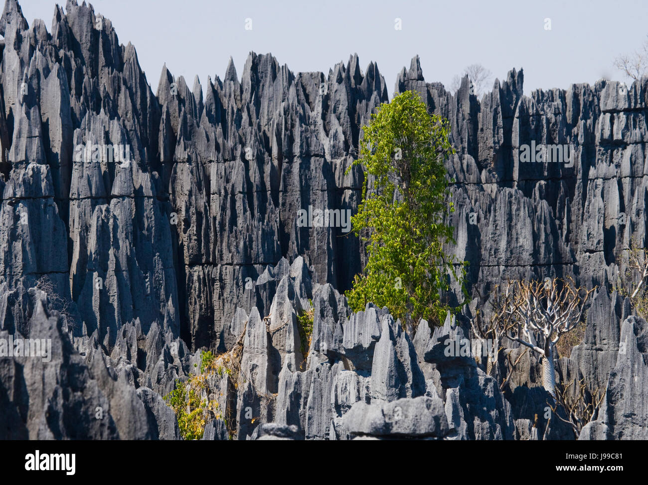 Tsingy stone forest madagascar hi-res stock photography and images - Alamy