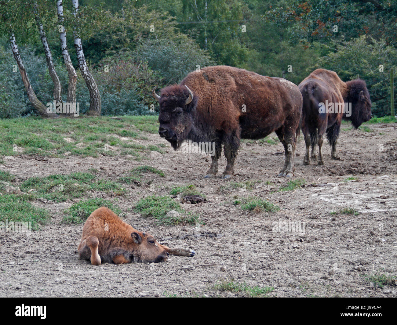 Bison cattle hi-res stock photography and images - Alamy