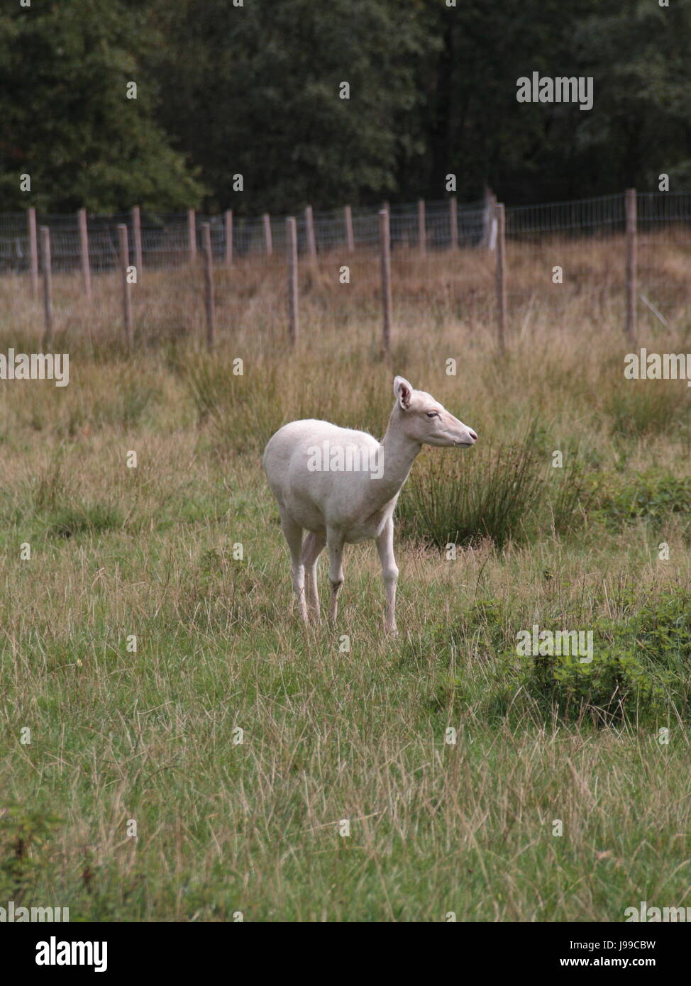 Weie hirschkuh hi-res stock photography and images - Alamy
