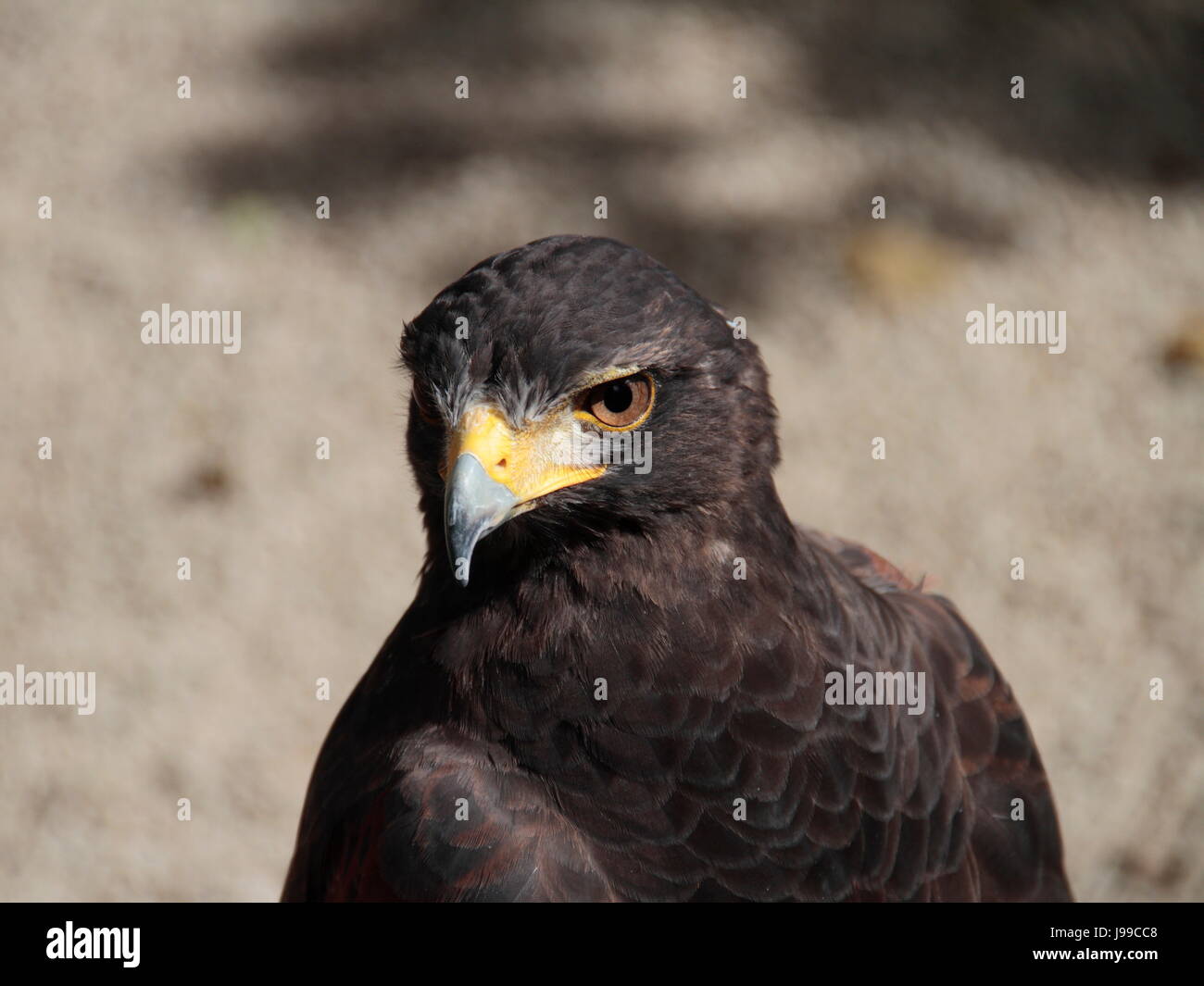 birds of prey, raptor, falconry, conservation of the species, macro ...
