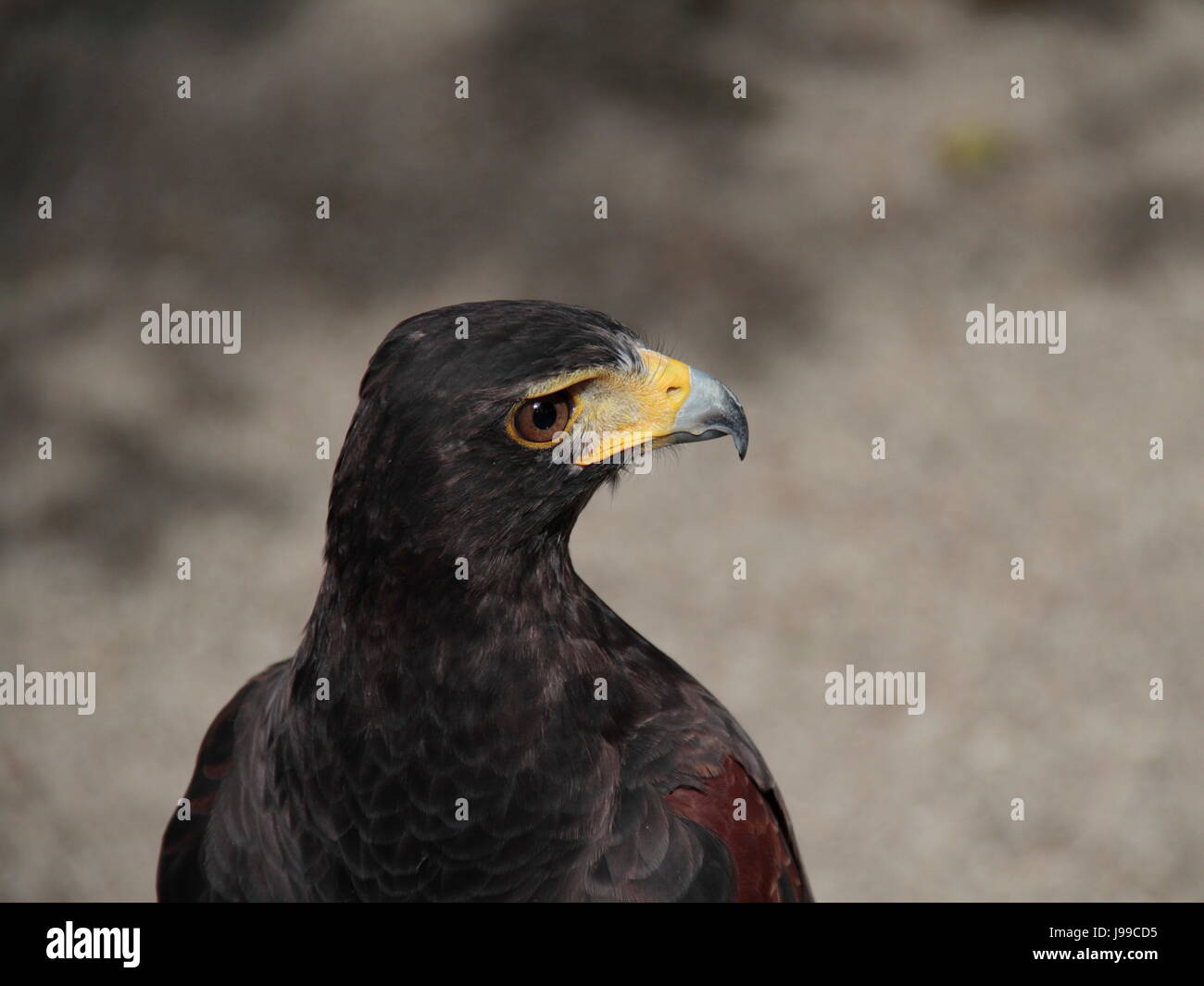 birds of prey, raptor, falconry, conservation of the species, macro ...