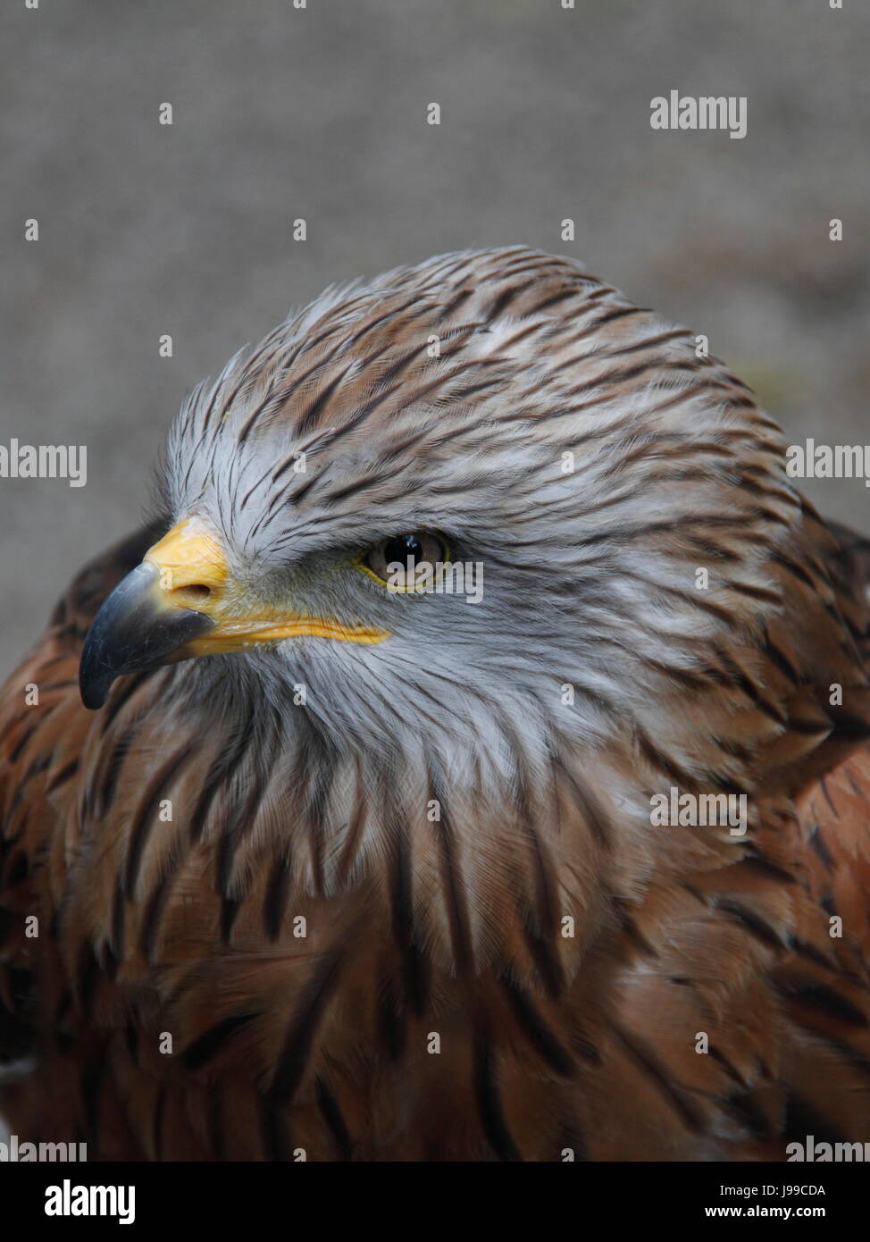 birds of prey, raptor, falconry, conservation of the species, red kite ...