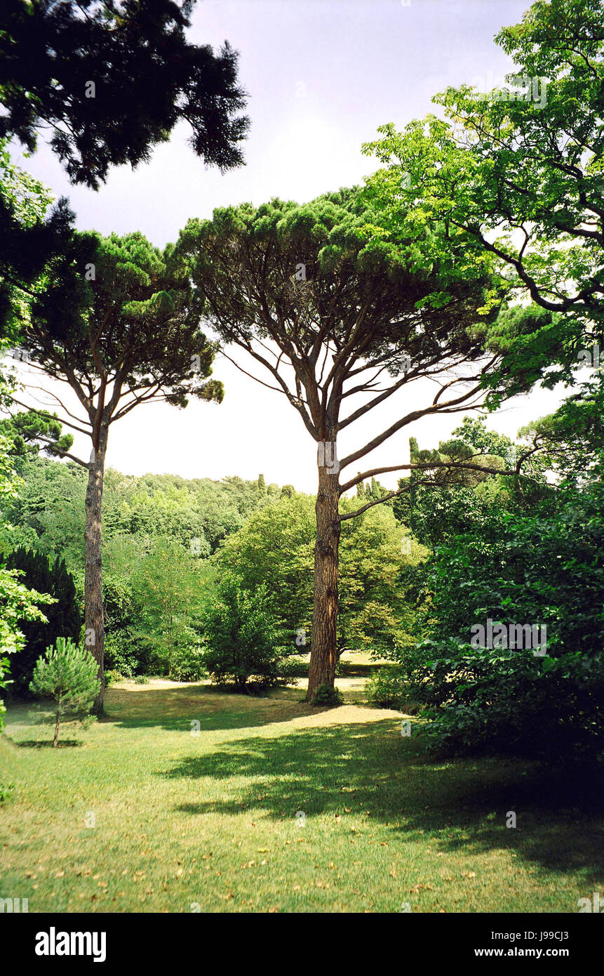 Crime tree hi-res stock photography and images - Alamy