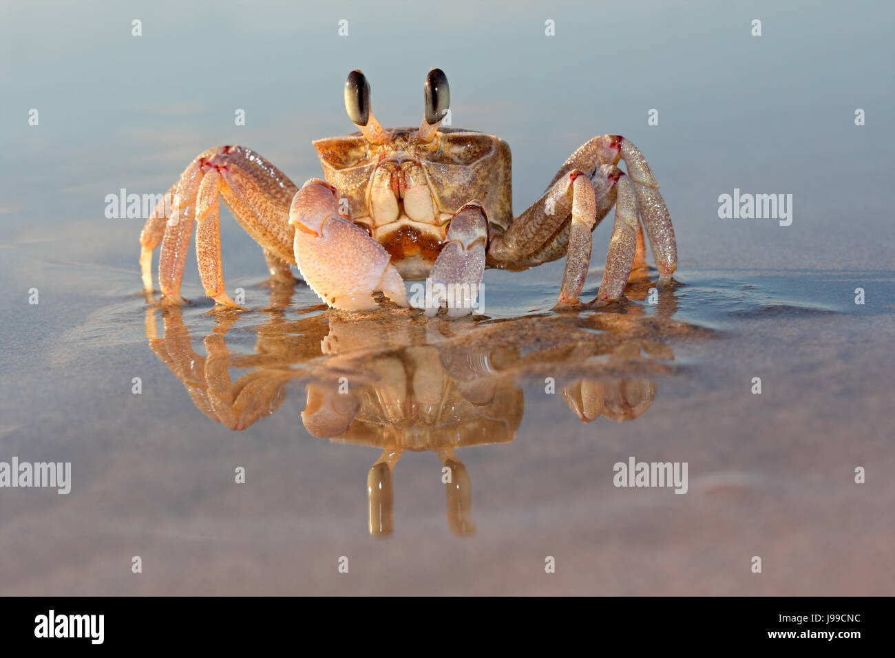 africa, coast, claws, crab, crustacean, legs, animal, wild, africa ...