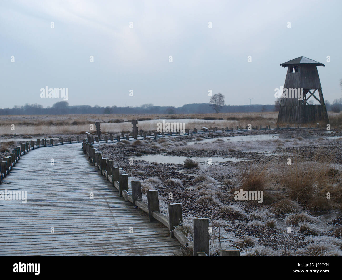 winter, frost, fen, belvedere, peat, nature, winter, wood, swamp ...