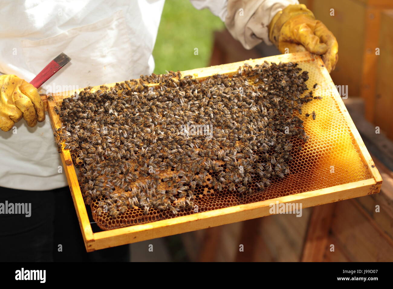 person, bees, beehive, hold, insect, bee, apiarist, beekeeper, check ...