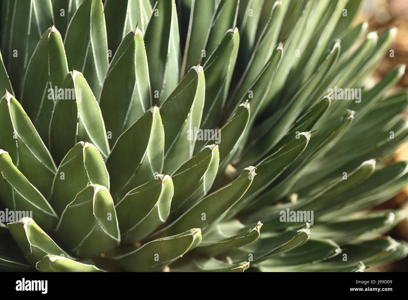 detail, flora, botany, prickle, cactus, thorn, plant, danger, leaf ...