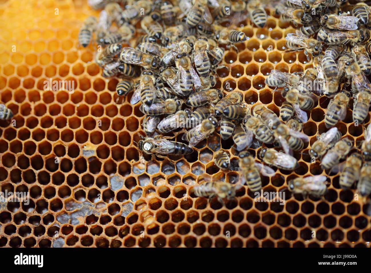 Beehive labor hi-res stock photography and images - Alamy