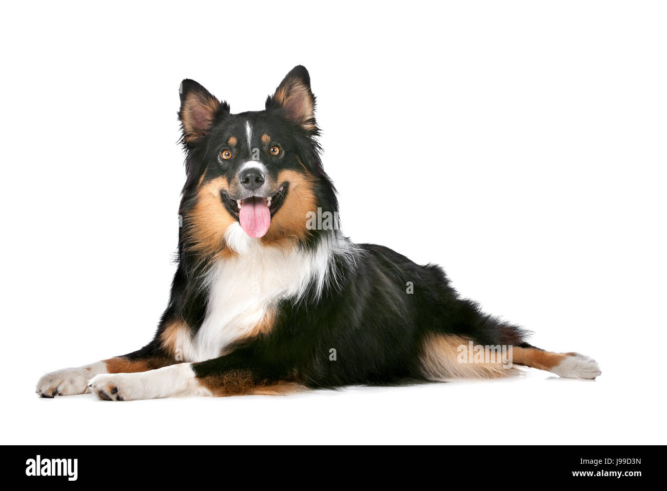 pet, isolated, animal, pet, mammal, dog, studio, homey, domestic ...