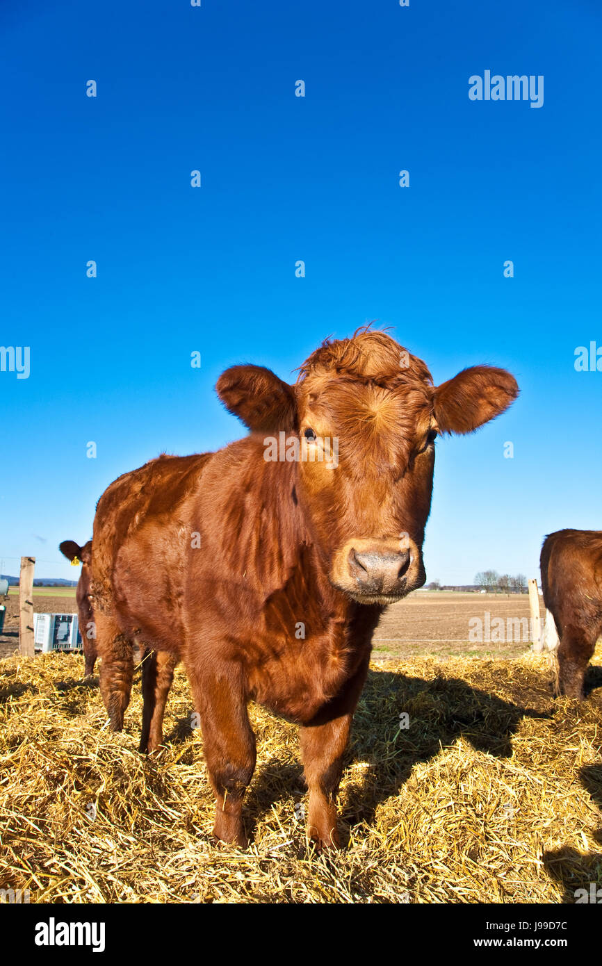 Cattle beast hi-res stock photography and images - Alamy
