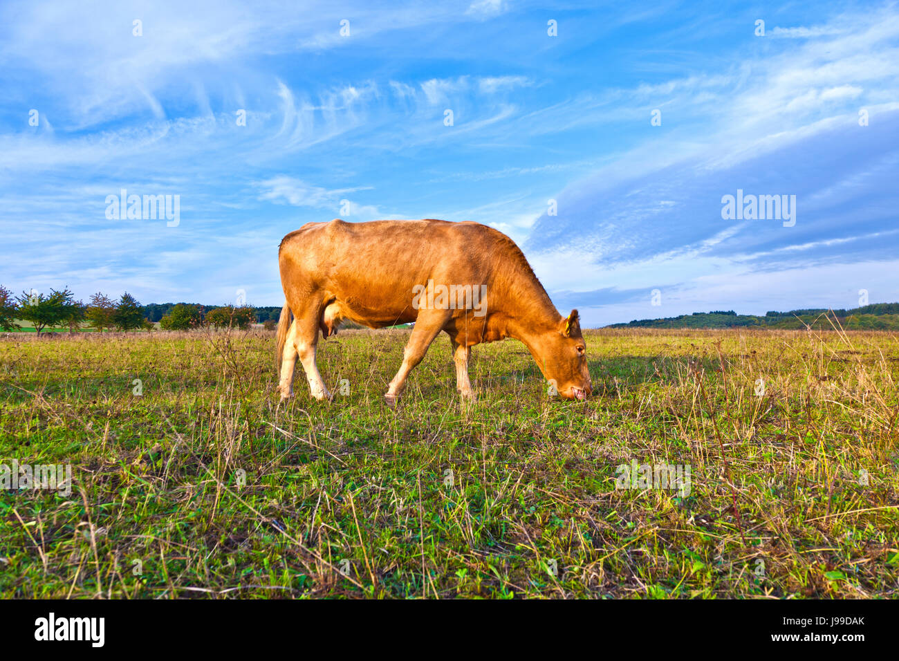 animal, agriculture, farming, cow, farm, land, realty, ground, meadow ...
