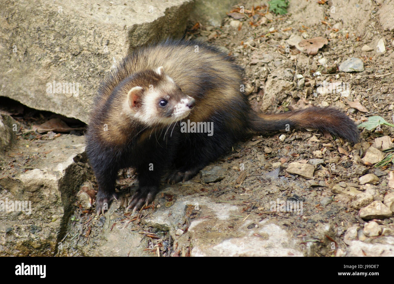 ferret in stony back Stock Photo - Alamy