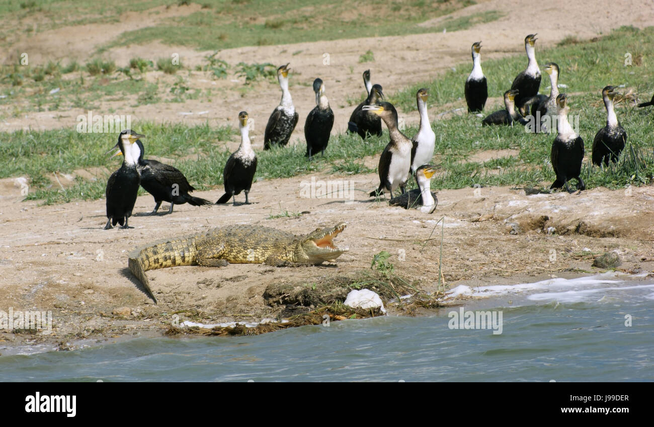 bird, africa, crocodile, birds, outside, uganda, animal, reptile, bird ...