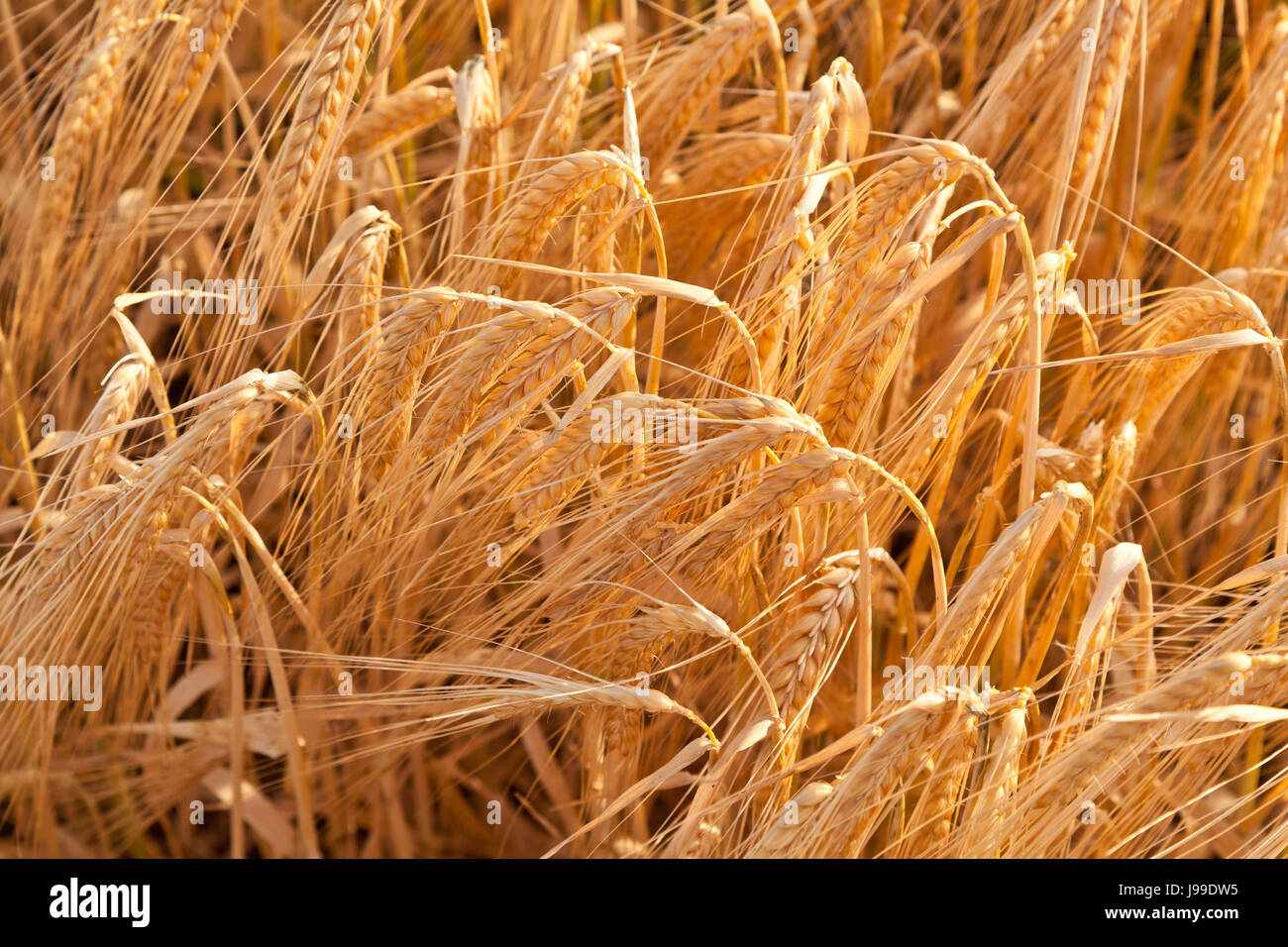 agriculture, farming, field, golden, wheat, corn, backdrop, background ...