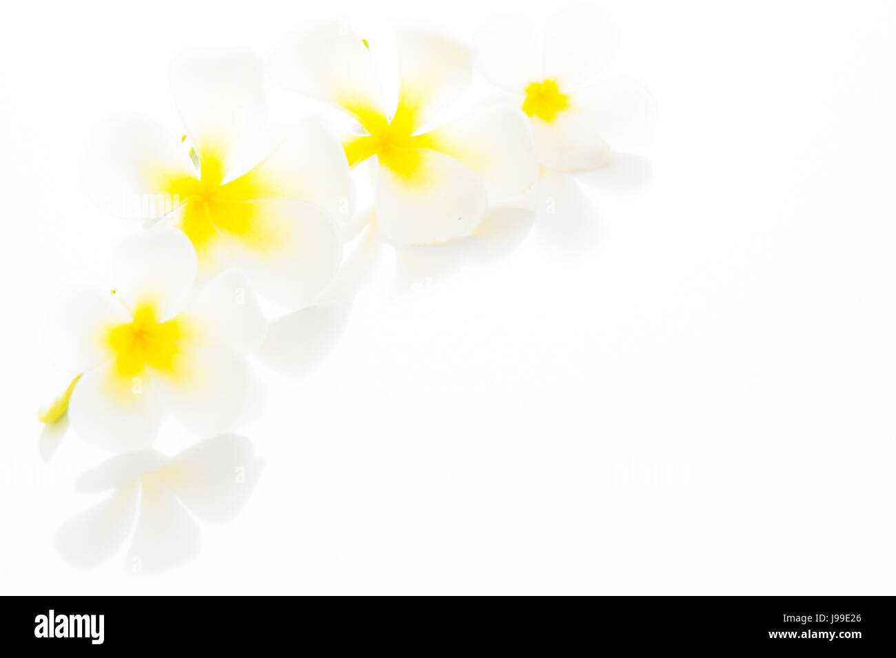 flower, plant, exotic, tropical, backdrop, background, white, nature ...