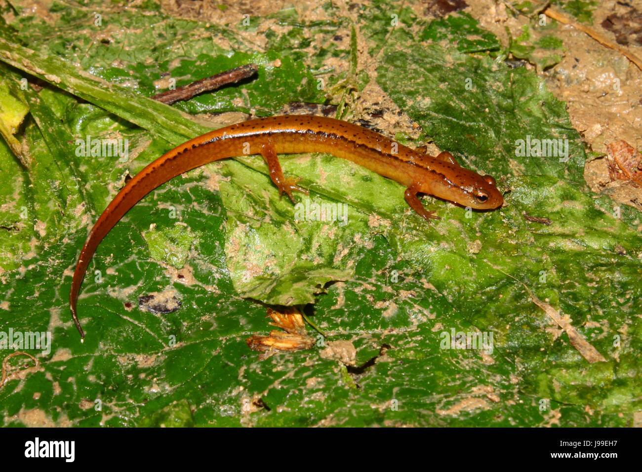 Southern long tailed salamander hi-res stock photography and images - Alamy
