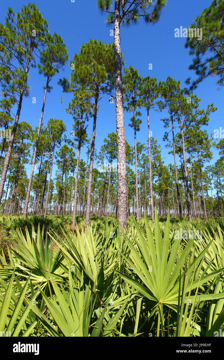 Florida palmetto pine forest hi-res stock photography and images - Alamy