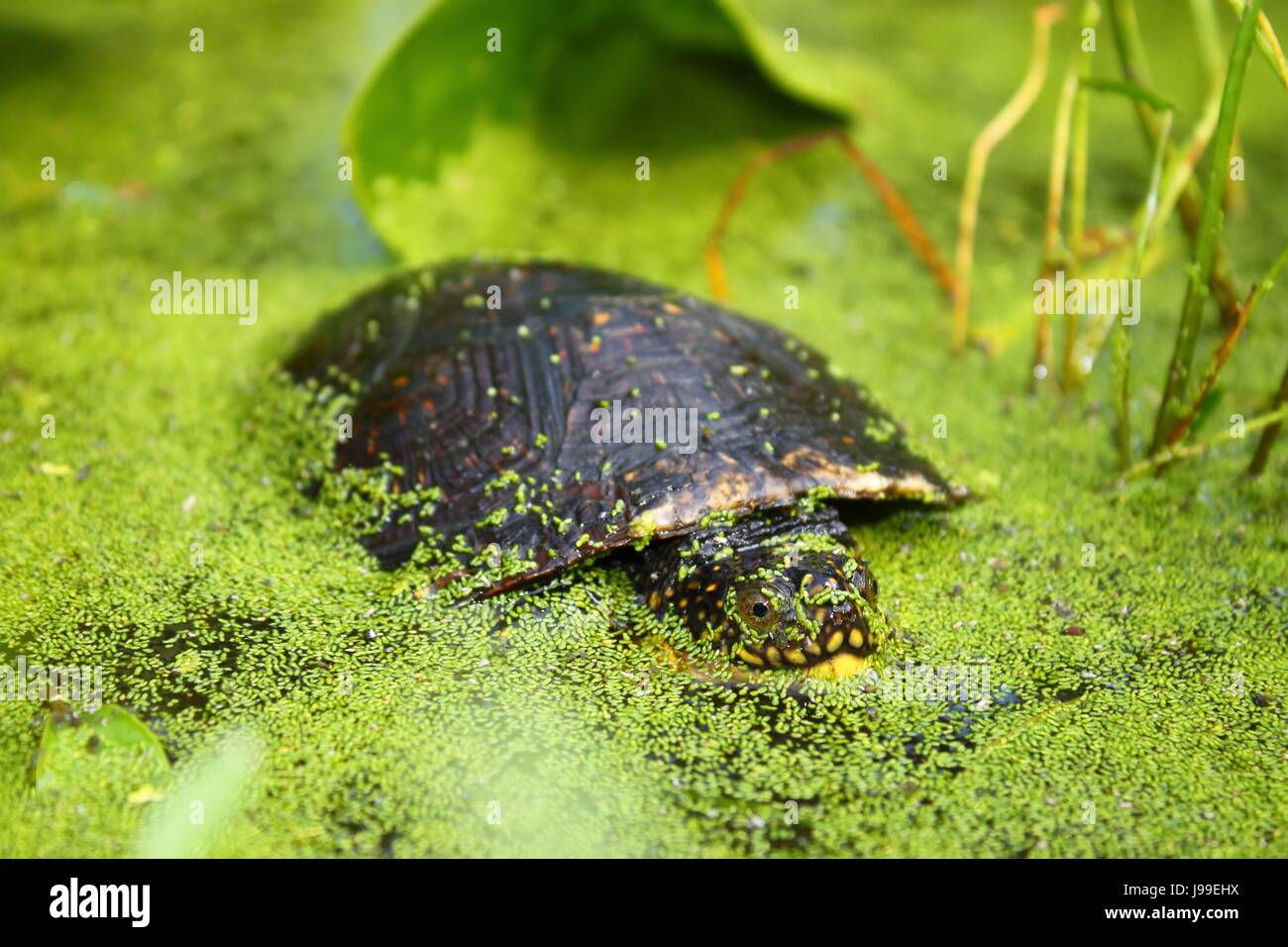 Turtle tortoise laugh laughs laughing hi-res stock photography and ...