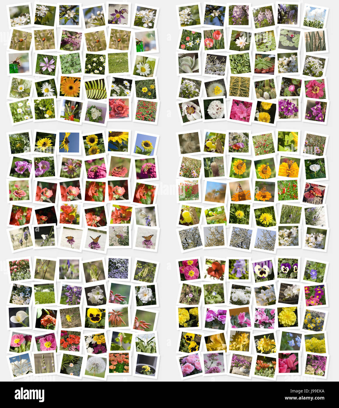 insect, flower, flowers, plant, spring, collage, photos, postcards ...
